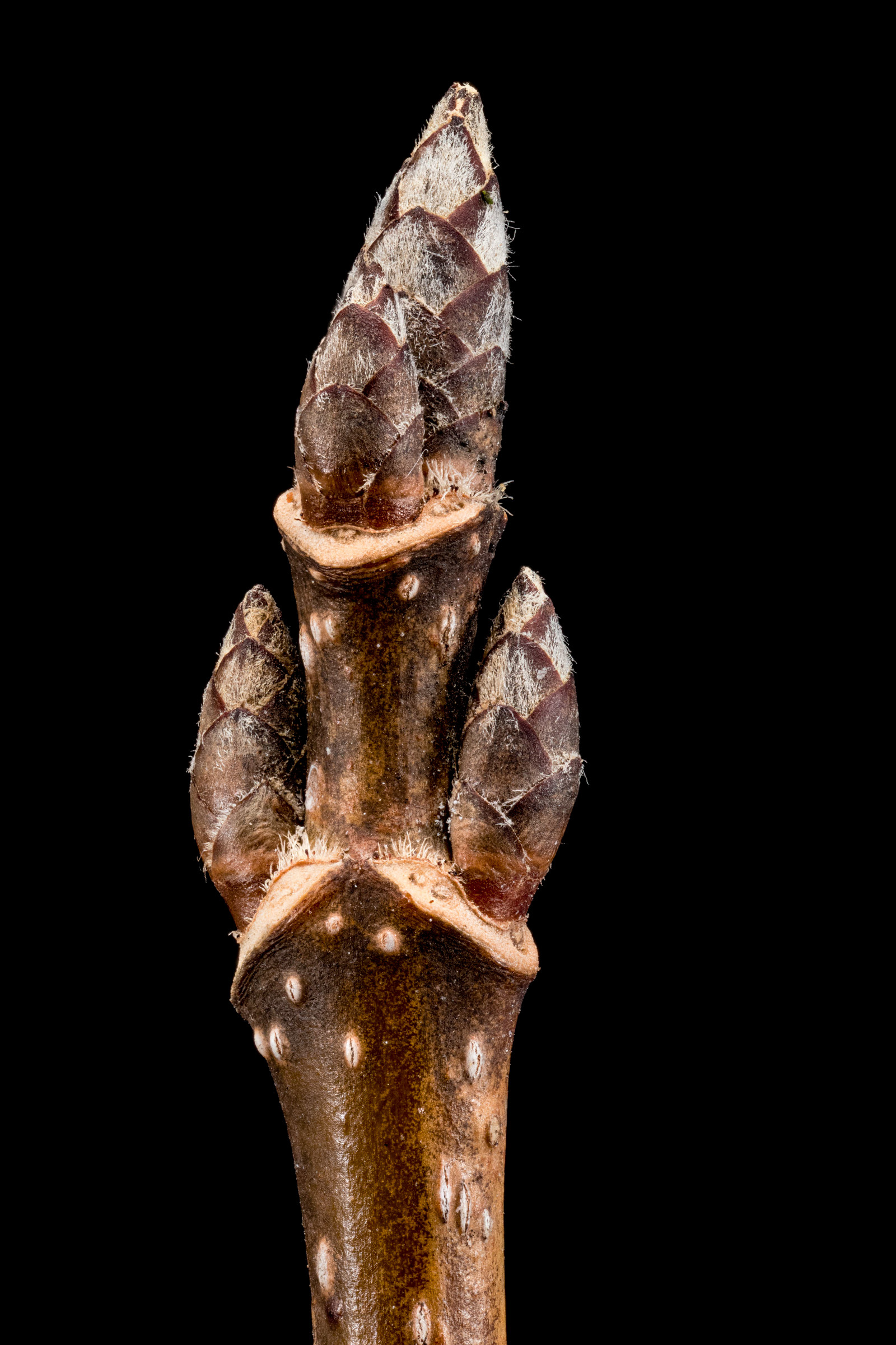 twig-acer saccharum – Woody Plants of Ohio