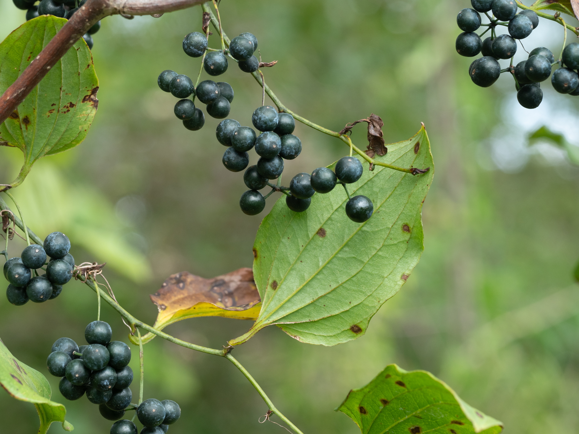 greenbrier spp. – Woody Plants of Ohio