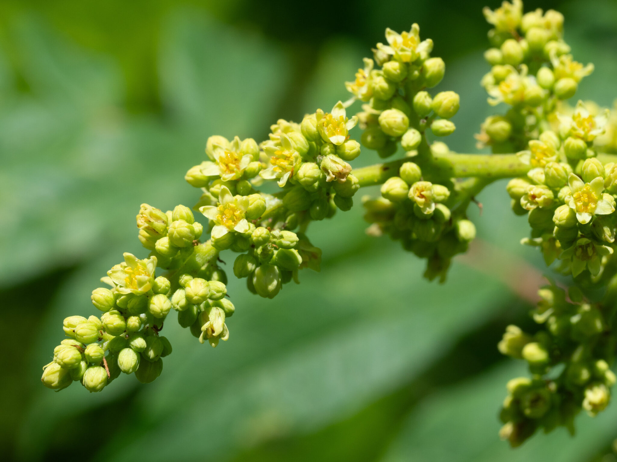 smooth sumac – Woody Plants of Ohio