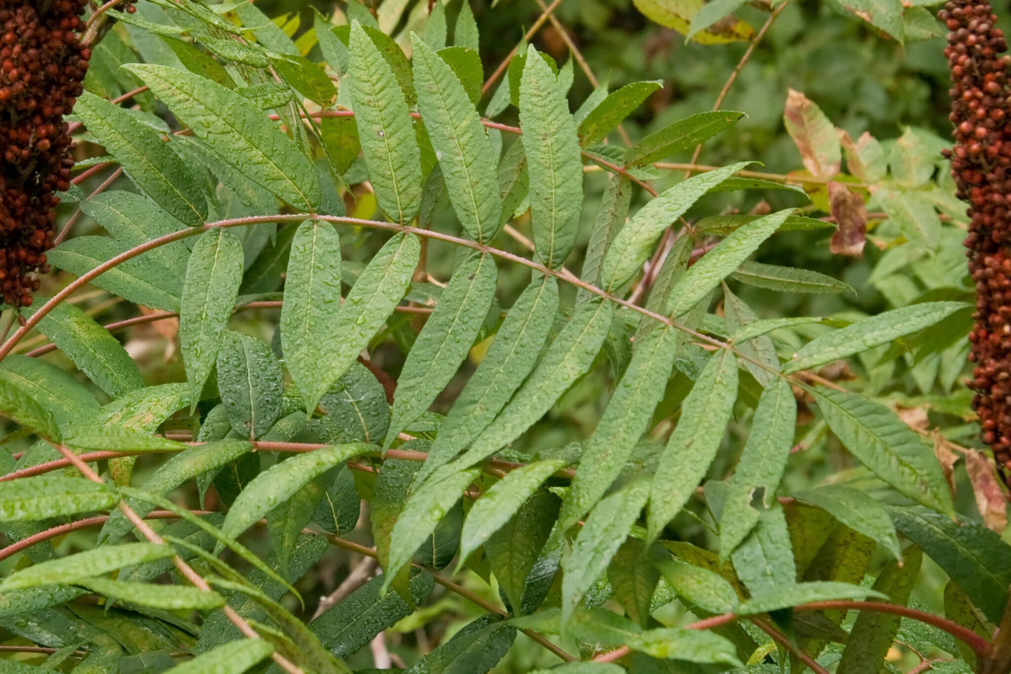 smooth sumac – Woody Plants of Ohio