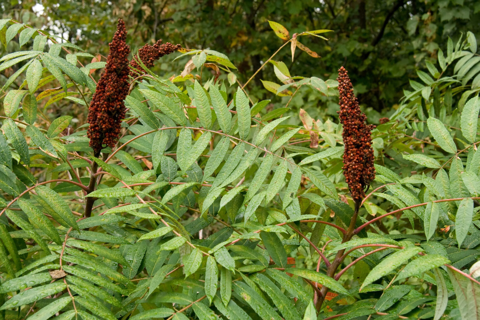 smooth sumac – Woody Plants of Ohio
