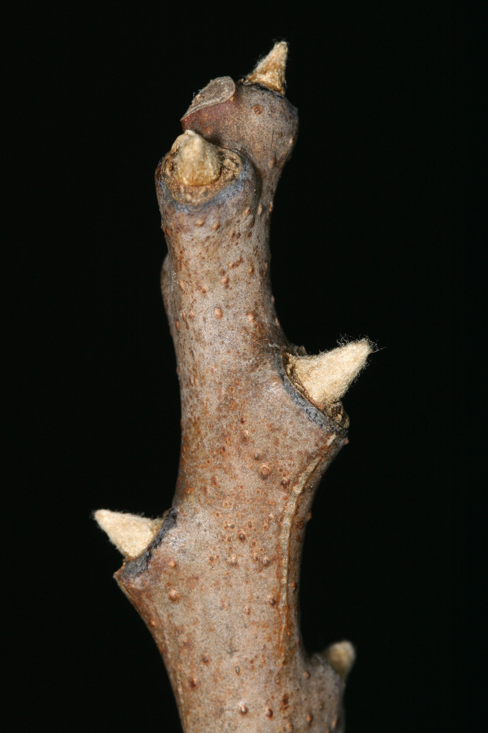 smooth sumac – Woody Plants of Ohio